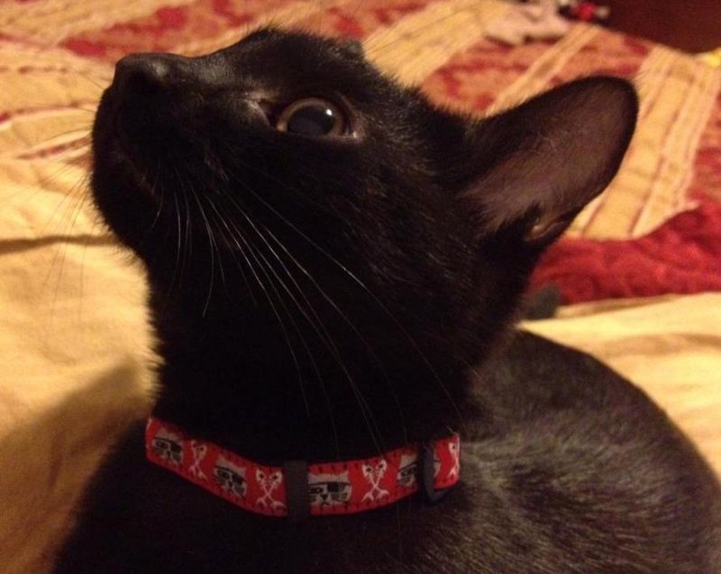 Modern Vespa : pussy pic