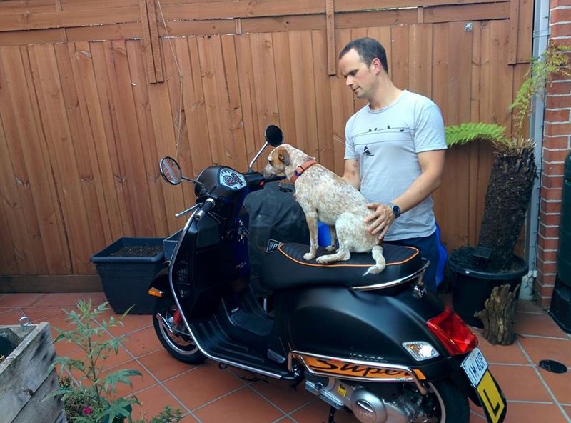 Modern Vespa : My dog on my Vespa GTS 300 ss