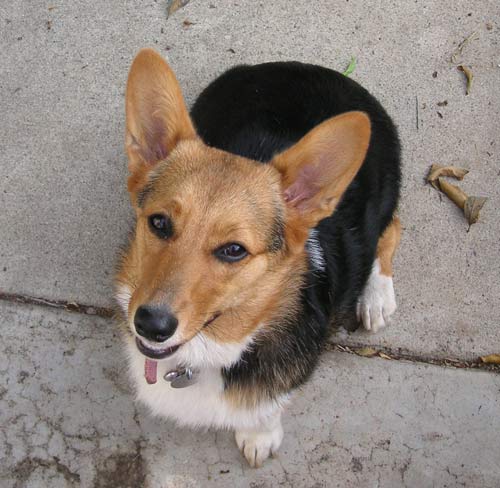 Modern Vespa : dog carrier