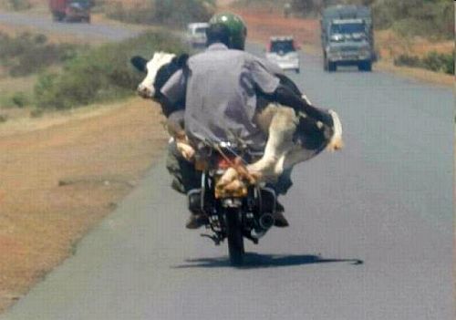 Modern Vespa : Cow-a-saki