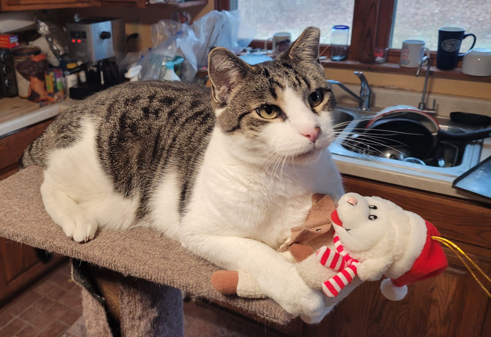 Modern Vespa : [NSR] Show us your Christmas tree