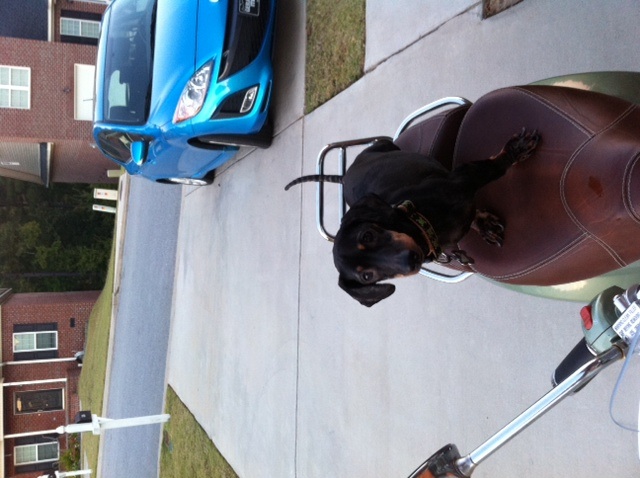 Modern Vespa : Dogs on Vespas