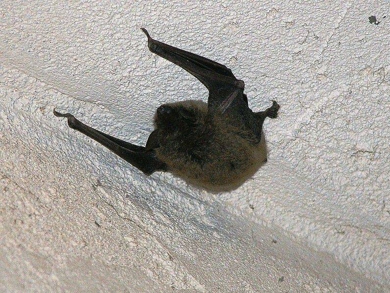 Modern Vespa : Any Bat Experts??