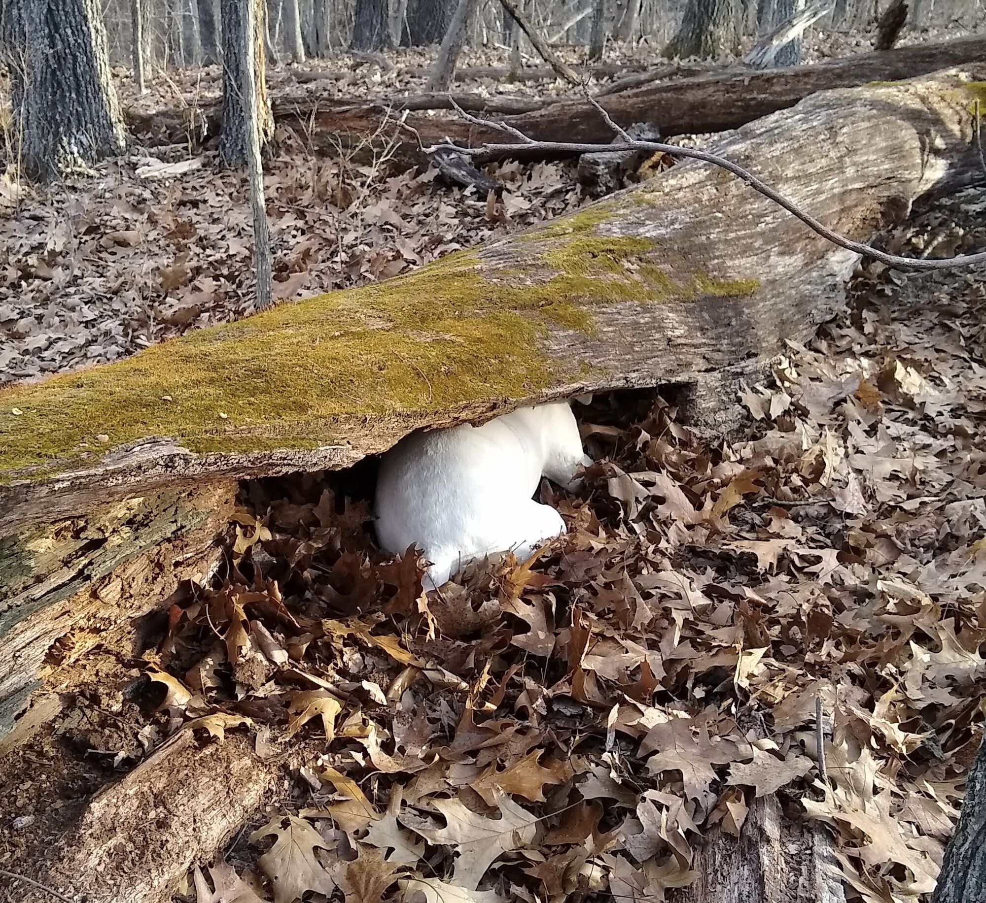 Modern Vespa : [NSR] Dogs