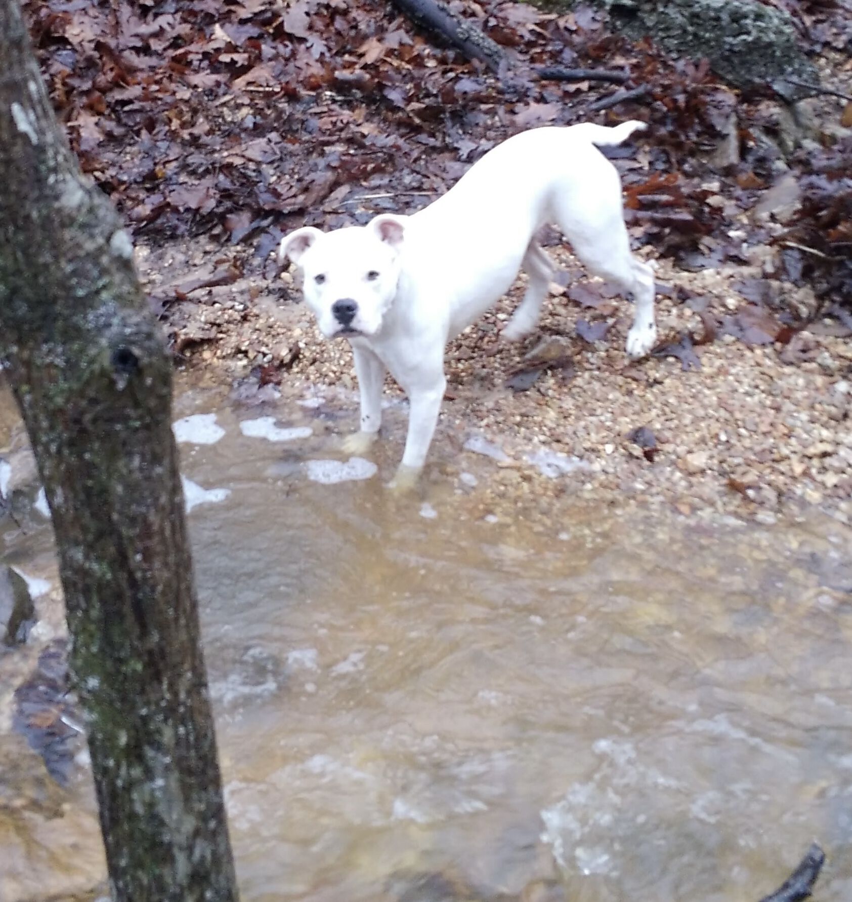 Modern Vespa : [NSR] Dogs