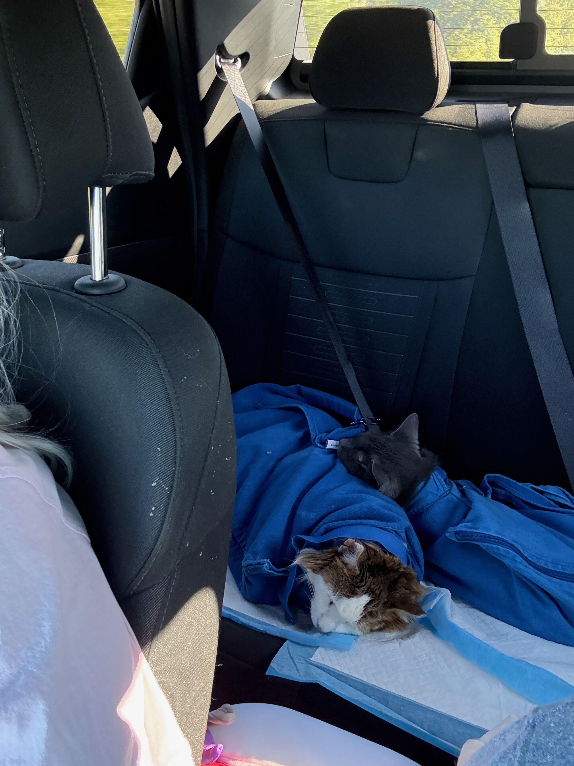 Modern Vespa : [NSR] Crazy cat people let's see your cats