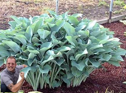 Modern Vespa : [NSR] Favorite variety of Hosta?
