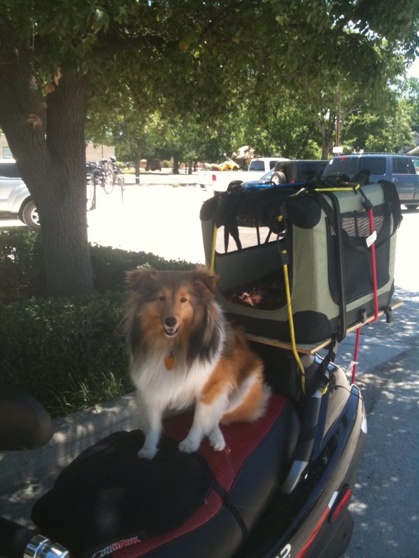 Modern Vespa : "Dog in the wind", again!