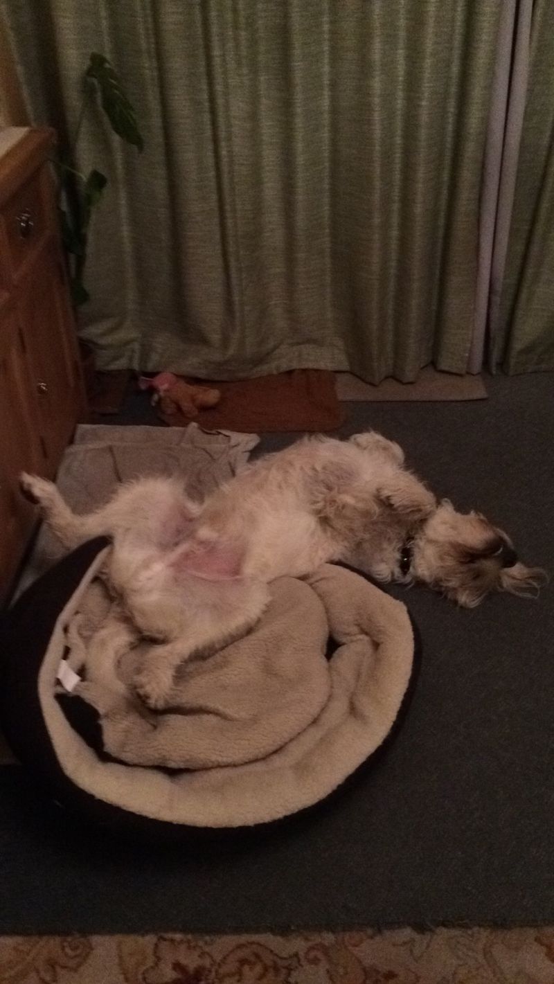 Modern Vespa : A light hearted look at dog owners & why I don't own a d