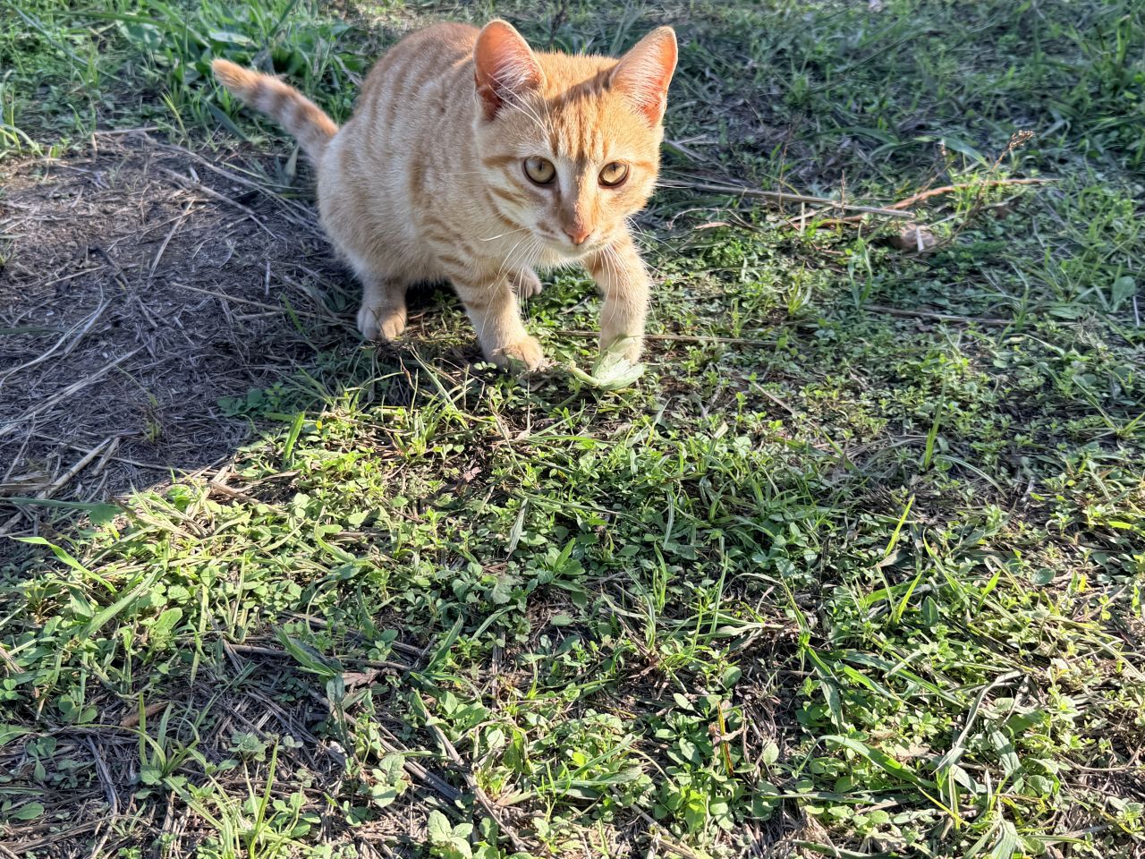 Modern Vespa : [NSR] Crazy cat people let's see your cats
