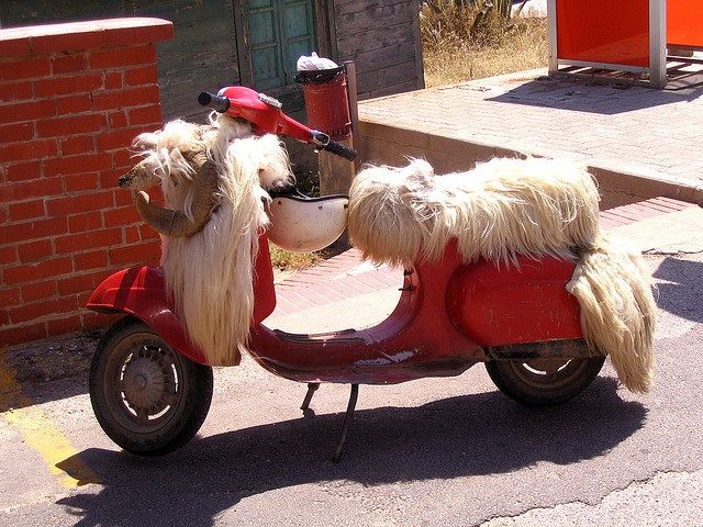 Modern Vespa : What's a nice girl like you...? Scooter photo funnies