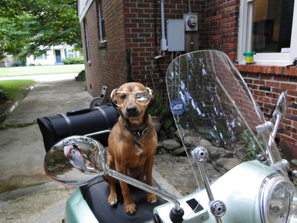 Modern Vespa : Three Dogs Ride