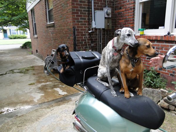 Modern Vespa : Three Dogs Ride
