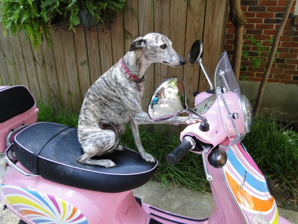 Modern Vespa : Three Dogs Ride