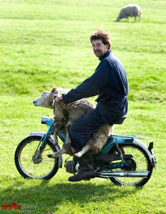 Modern Vespa : I want a Livestock Trailer 4 my scoot