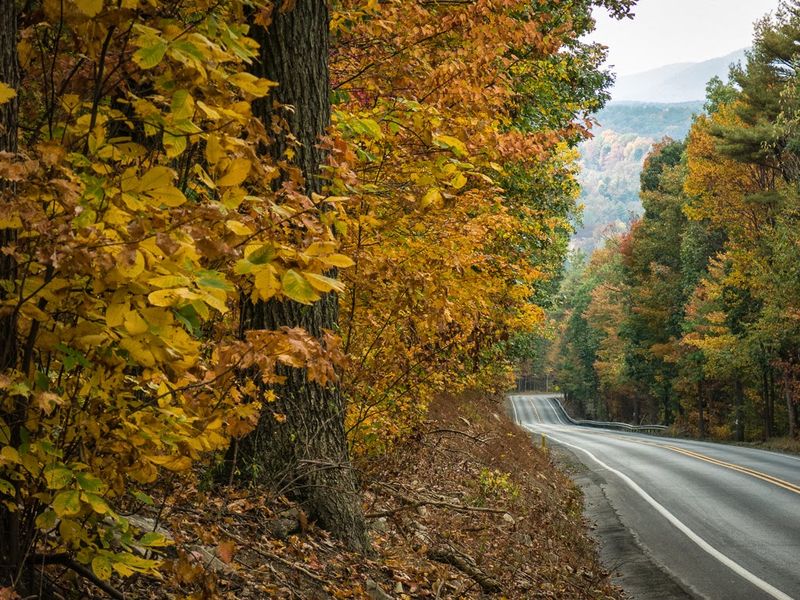 Modern Vespa : Succumbing to the Call of Autumn